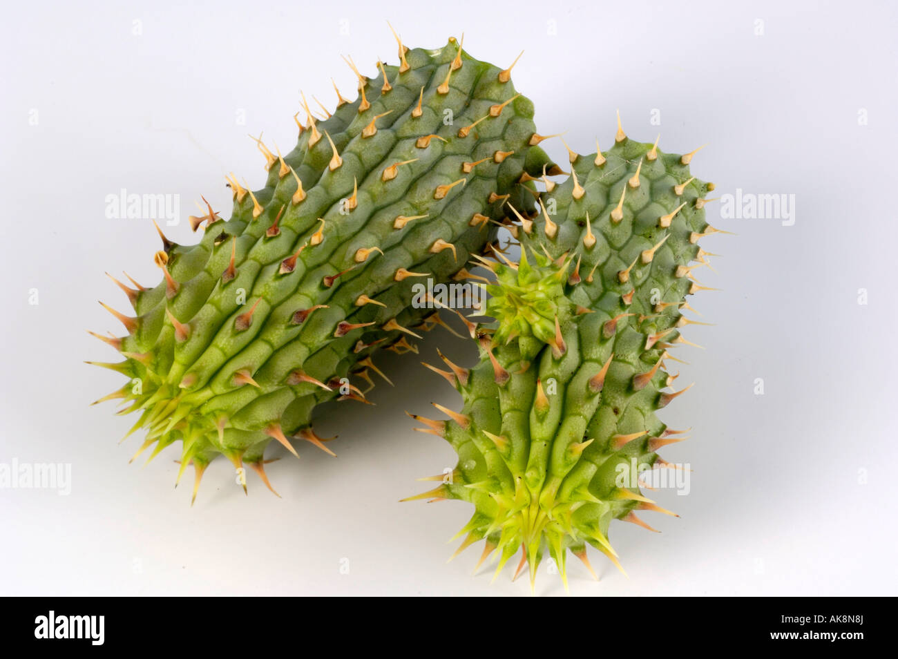 Hoodia gordonii hi-res stock photography and images - Alamy