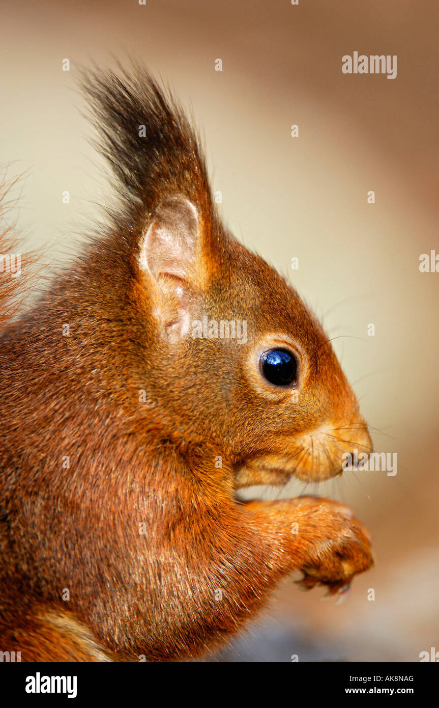 Red squirrel profile hi-res stock photography and images - Alamy