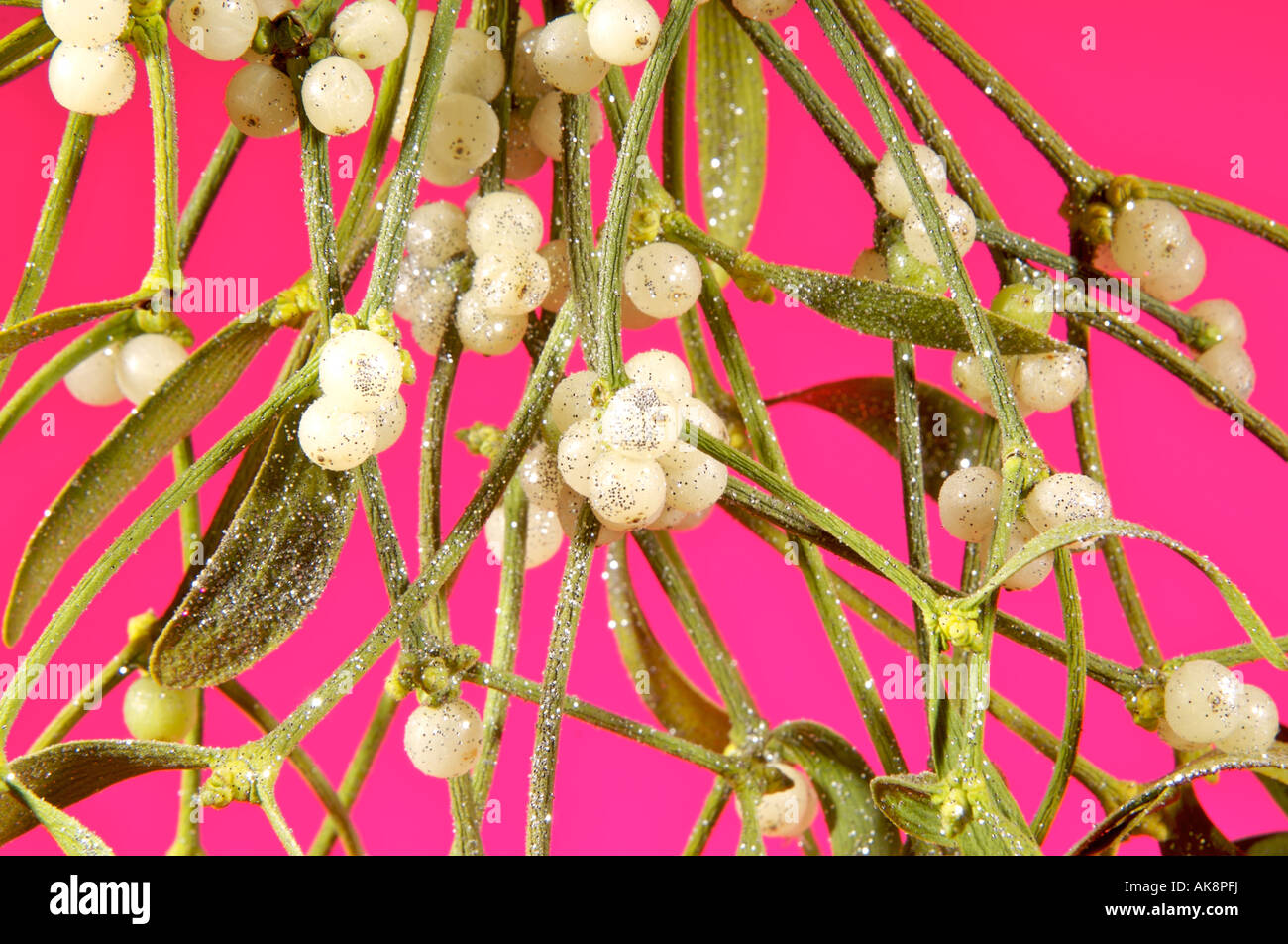 mistletoe with glitter Stock Photo - Alamy