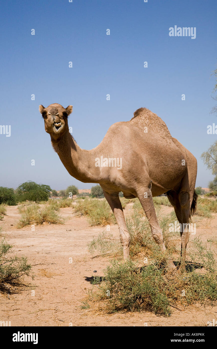 Portrait of Arabian Camel UAE United Arab Emirates; Animals, arabic ...
