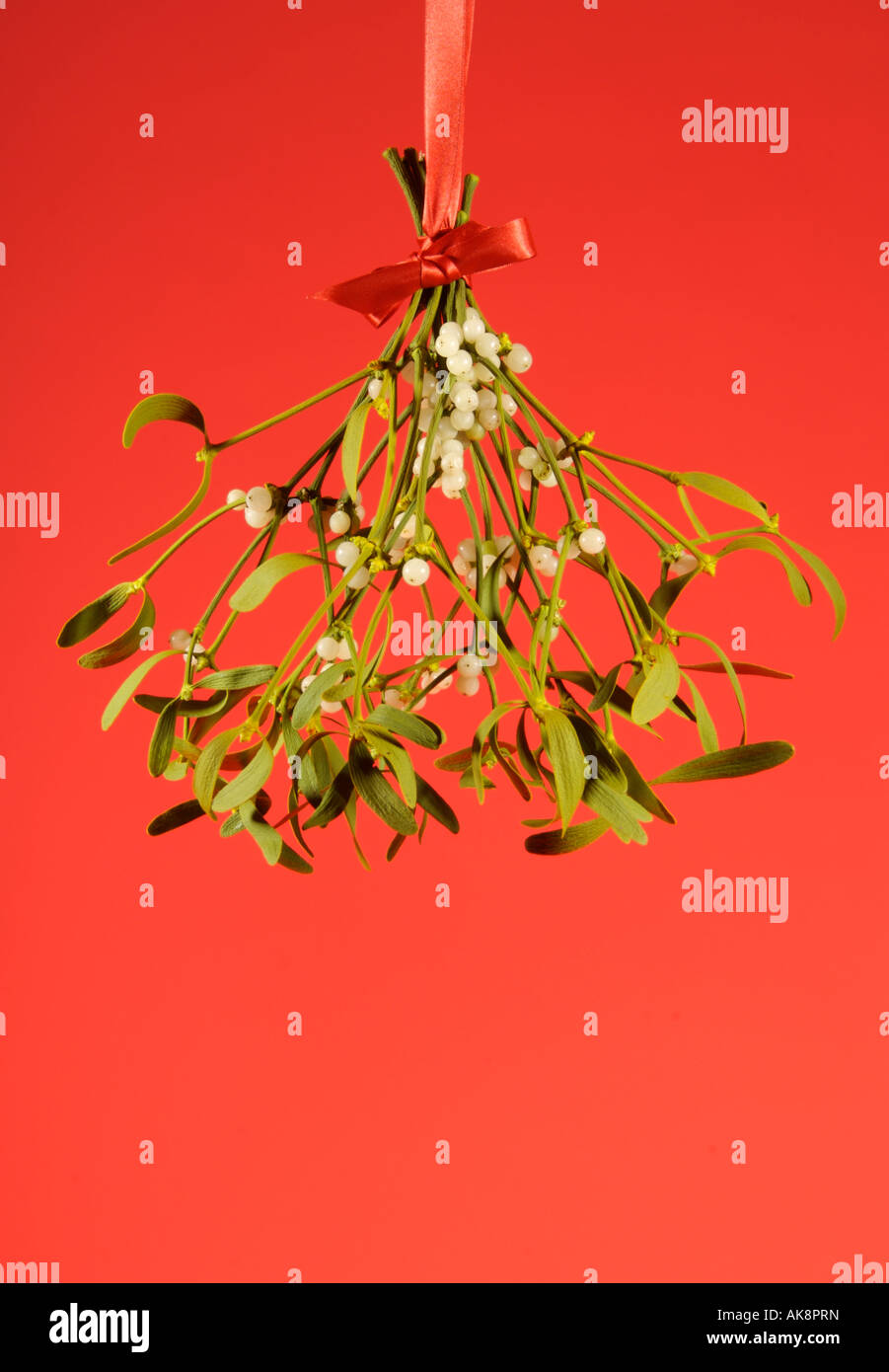 Red berry mistletoe viscum hi-res stock photography and images - Alamy