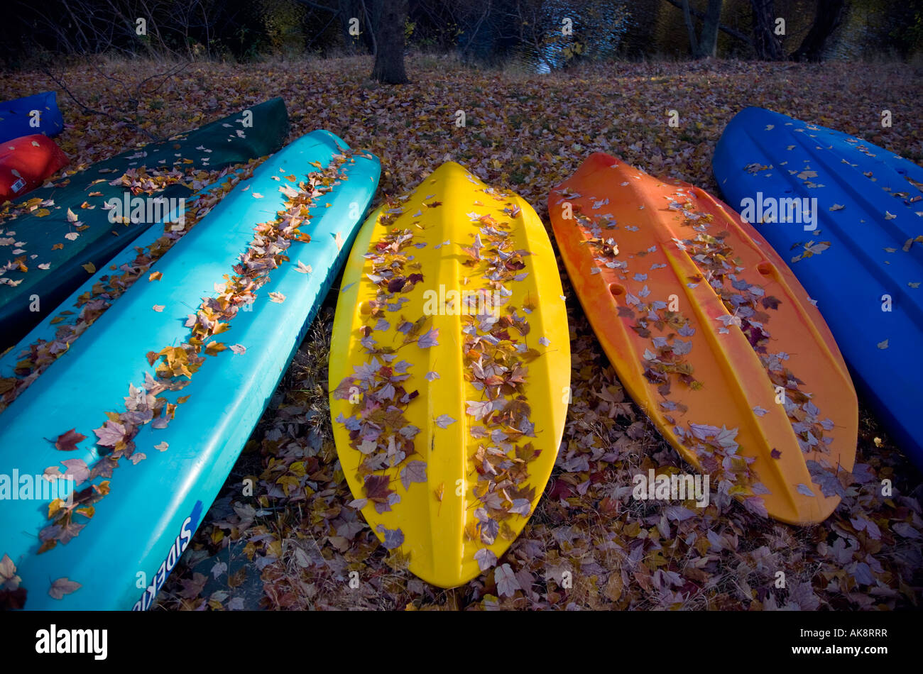 Hulls of kayaks and canoes covered with leaves Stock Photo - Alamy