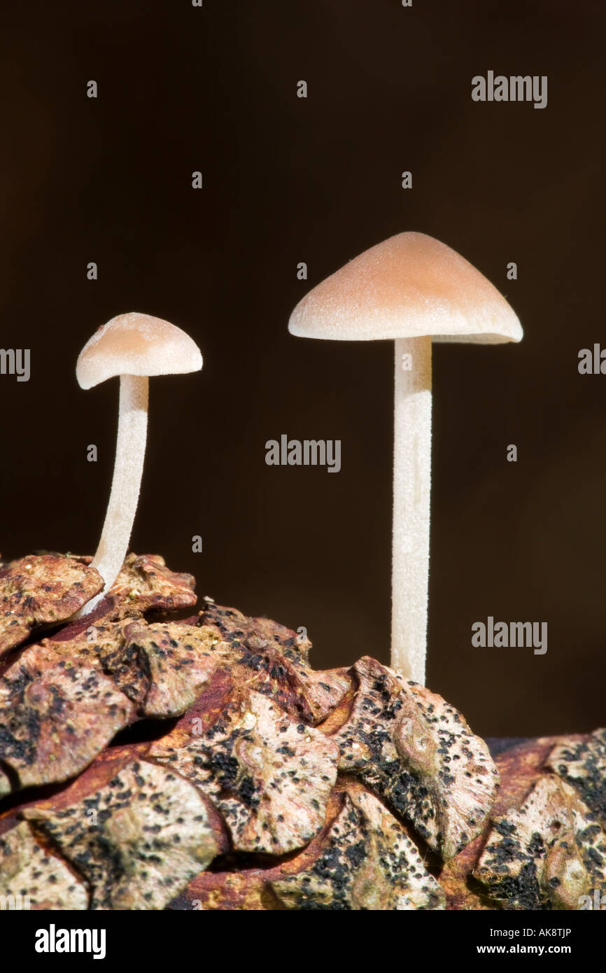 The minute pine fungi Baeospora myosura Stock Photo - Alamy