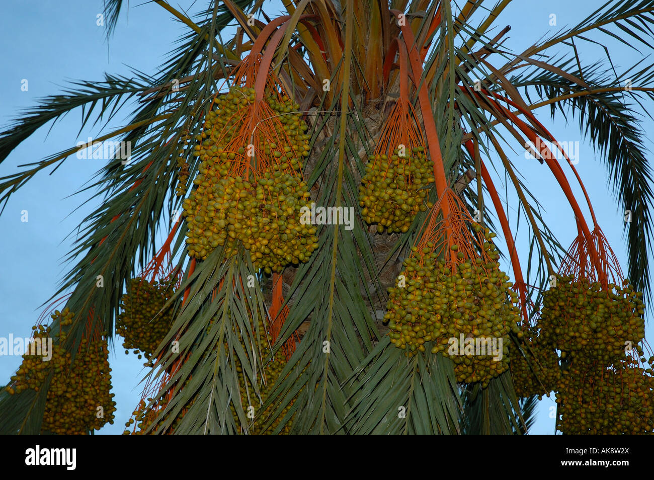Bunch of dates growing on a date palm ripening Stock Photo - Alamy