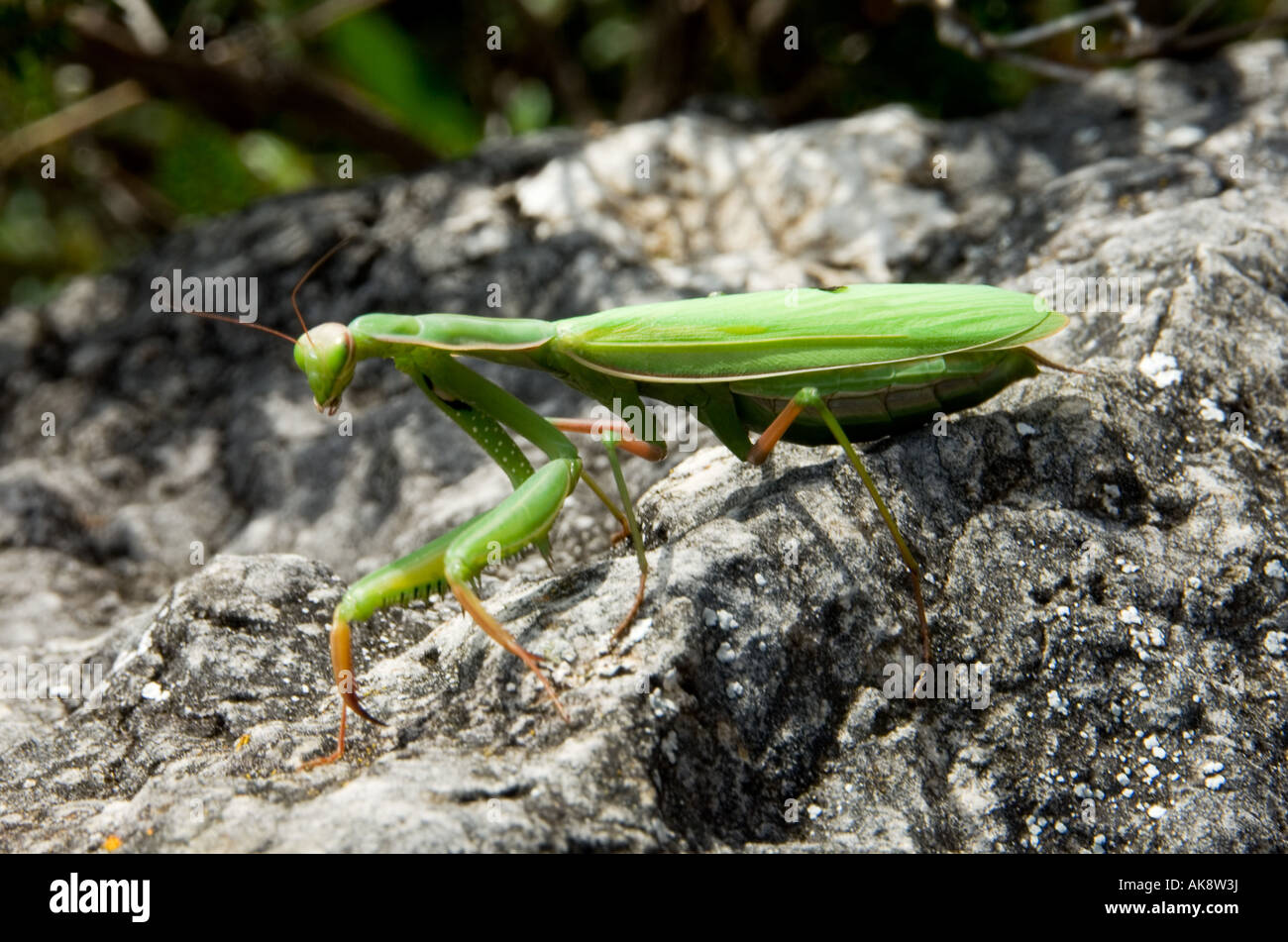 praying mantis Spain Stock Photo - Alamy