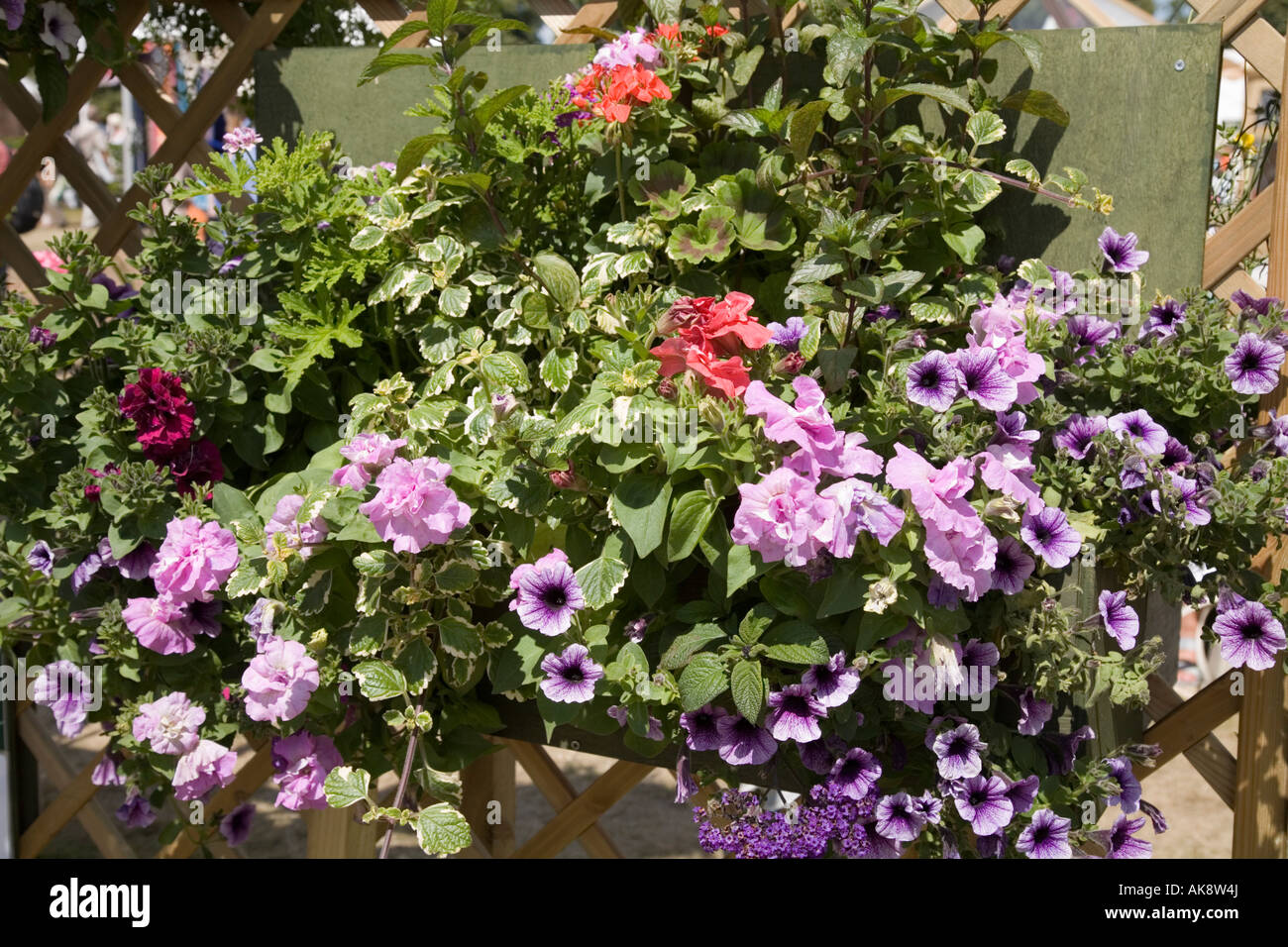 Hanging plant trough at the Hampton Court Flower Show Stock Photo - Alamy