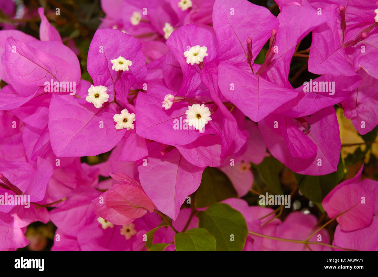 Bougainvillea Species Stock Photos & Bougainvillea Species Stock Images ...