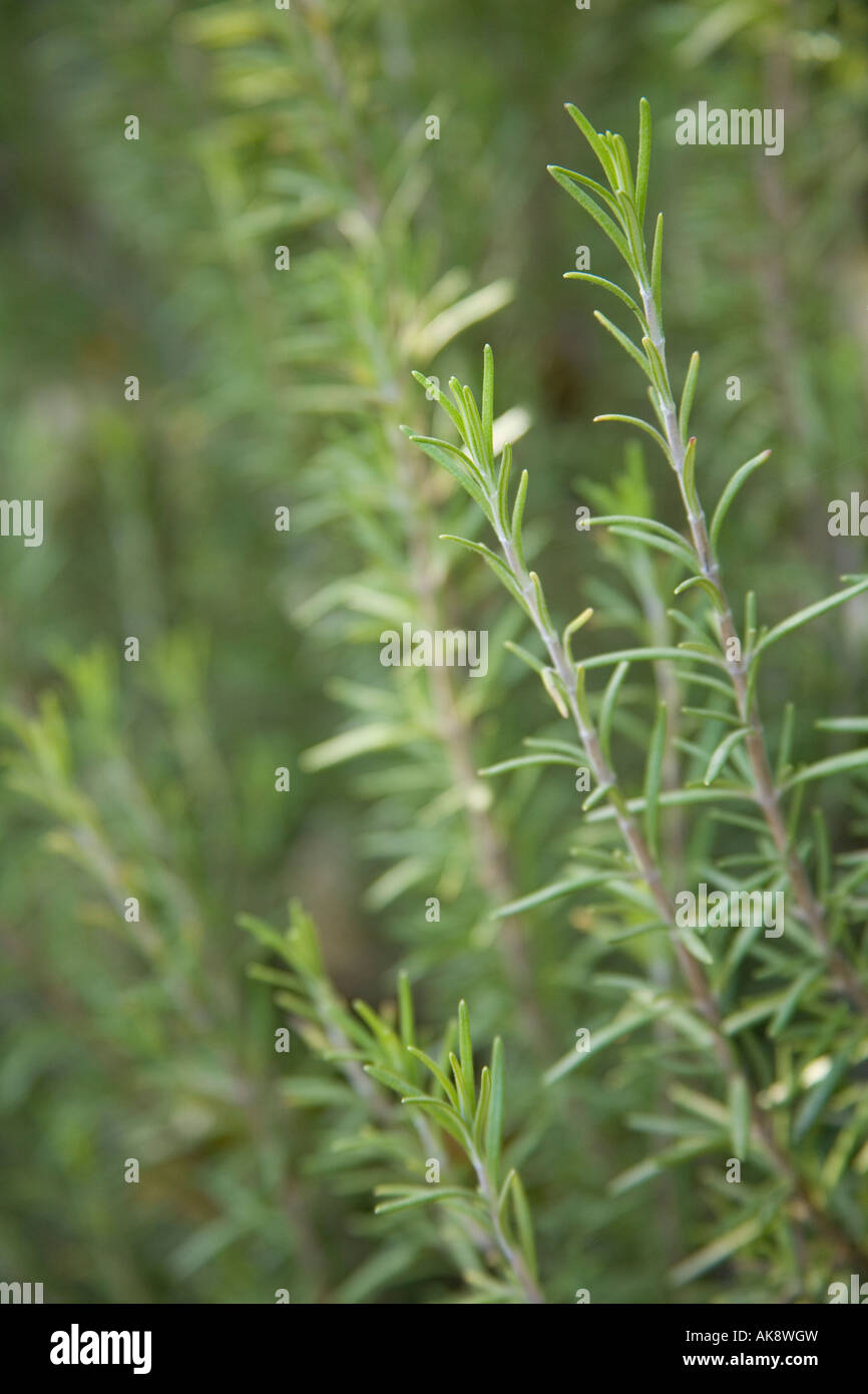 Rosemary herb bush Marrakesh Morocco plant garden Stock Photo - Alamy