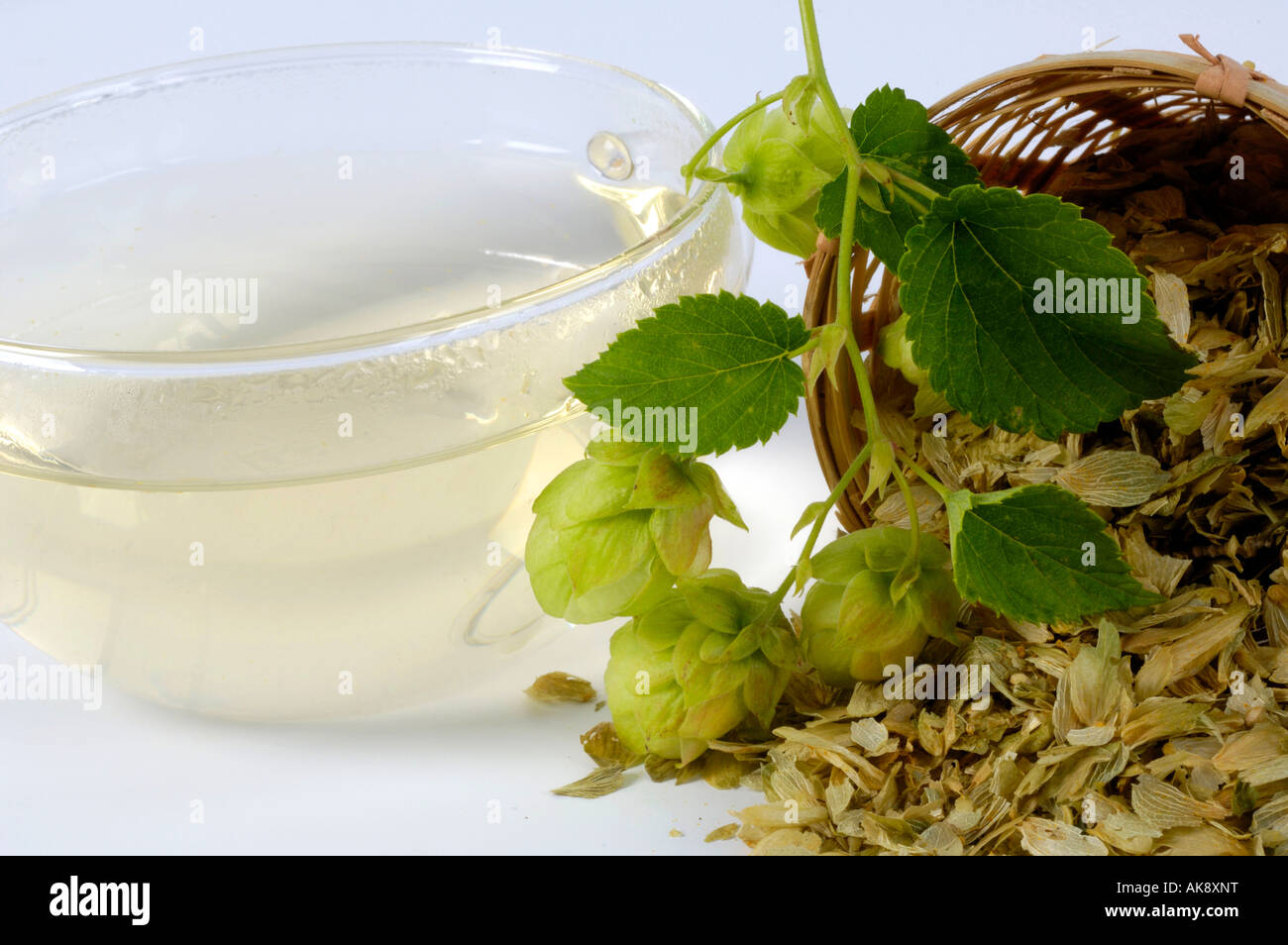 Hop tea hi-res stock photography and images - Alamy