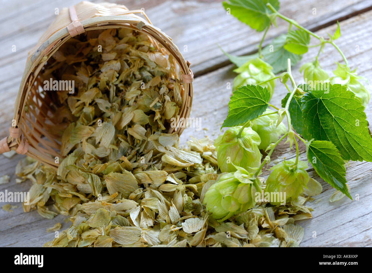 Dried hop hi-res stock photography and images - Alamy