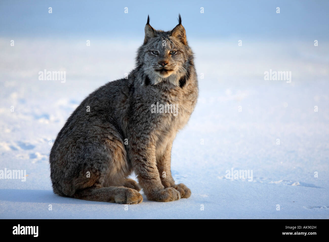 Felis lynx canadensis hi-res stock photography and images - Alamy