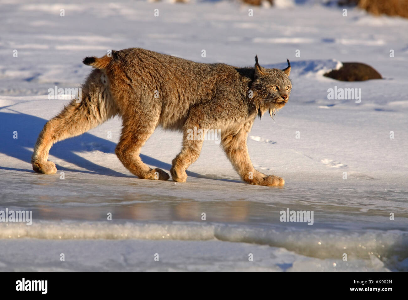 Felis lynx canadensis hi-res stock photography and images - Alamy