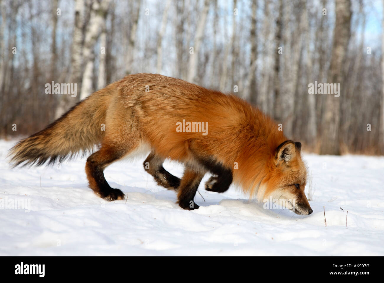 American Red Fox Stock Photo - Alamy