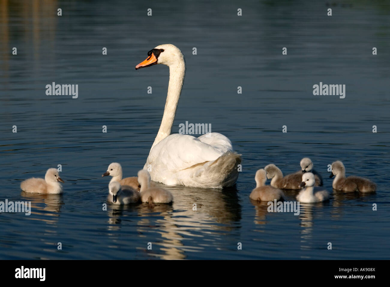 Ten swans hi-res stock photography and images - Alamy