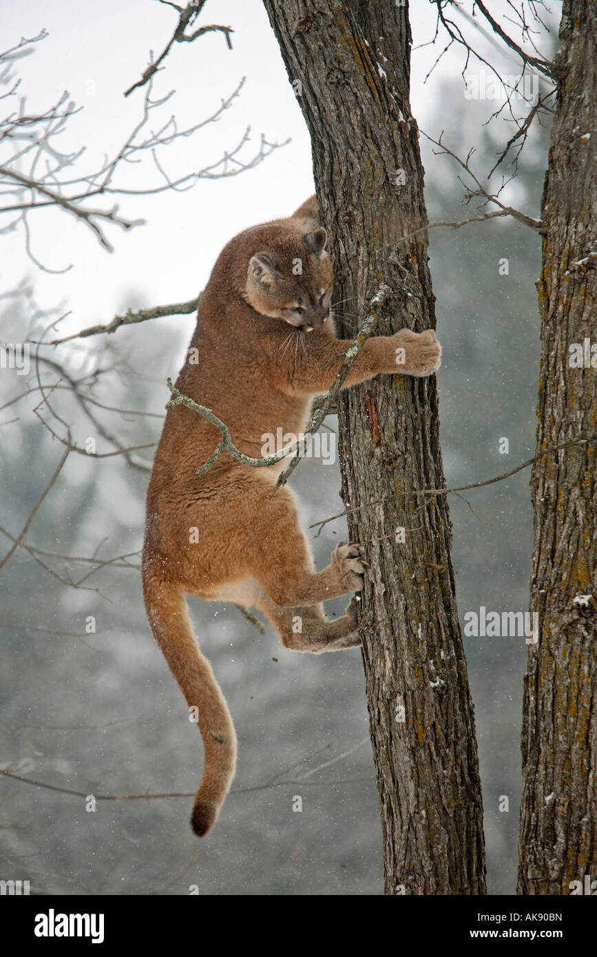 Puma climbing hi-res stock photography and images - Alamy