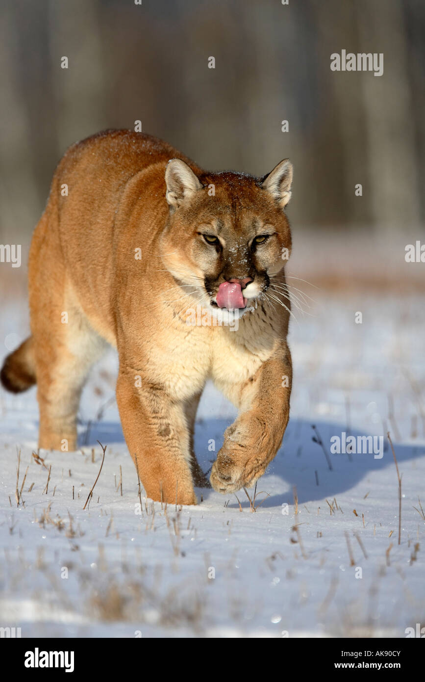 Cougar Prey Stock Photos & Cougar Prey Stock Images - Alamy