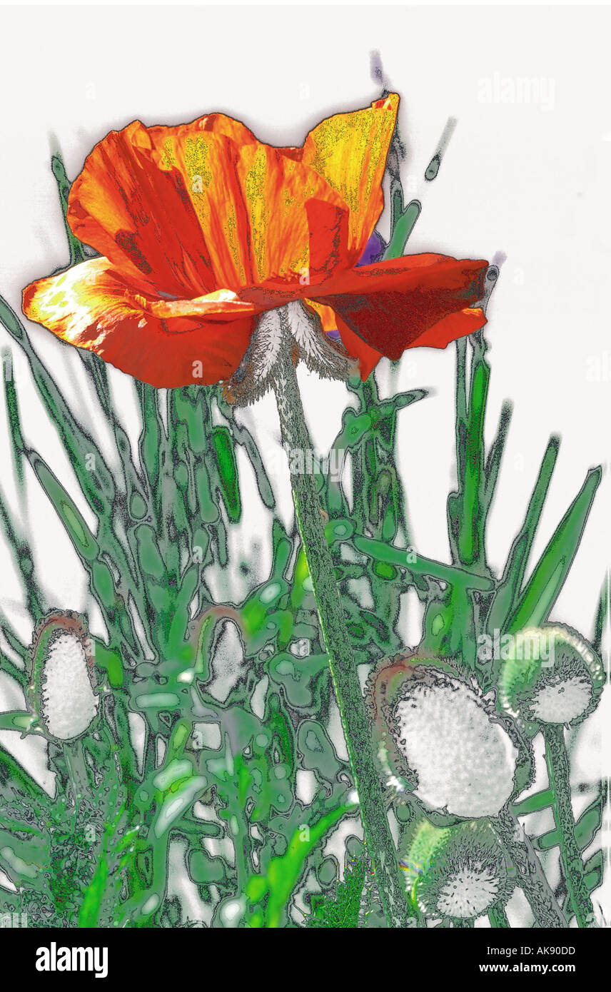 Poppy painting hi-res stock photography and images - Alamy