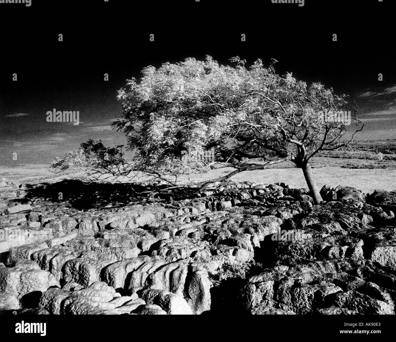 Pretty green dark blue Black and White Stock Photos & Images - Alamy