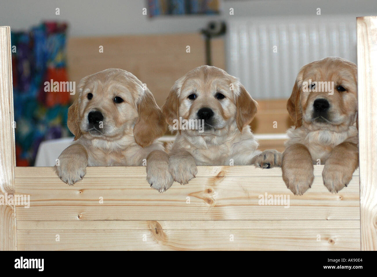 Three Golden Retriever puppies are looking over a board Stock Photo - Alamy