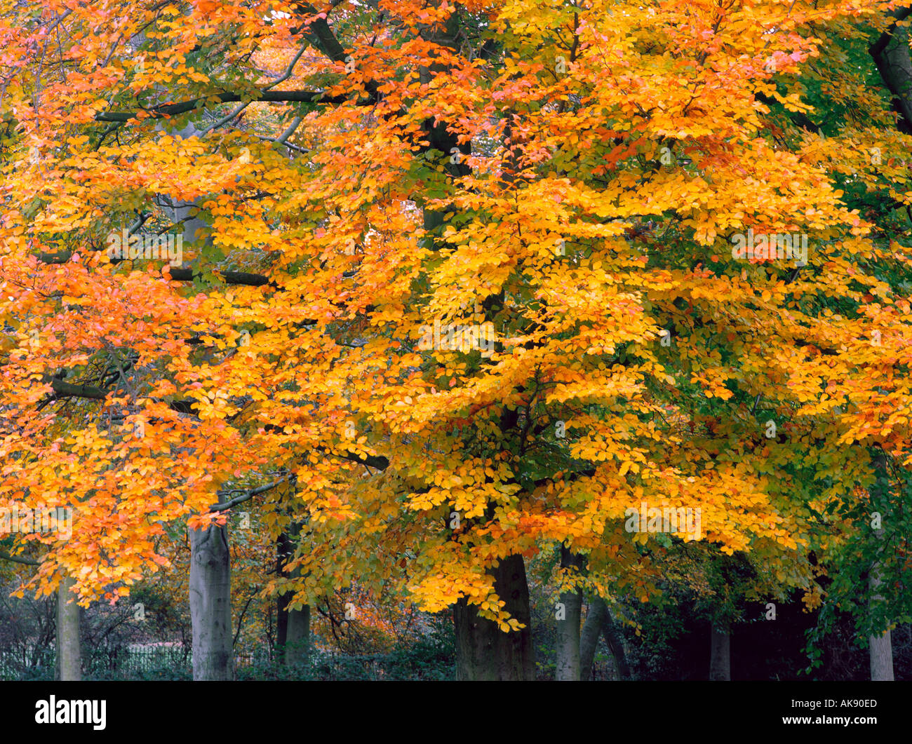 autumn belvedere kent england uk Stock Photo - Alamy