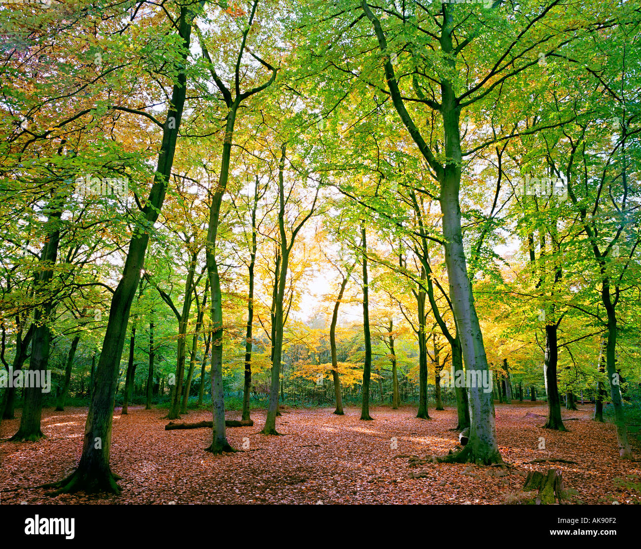 autumn, belvedere, kent, england, uk Stock Photo - Alamy