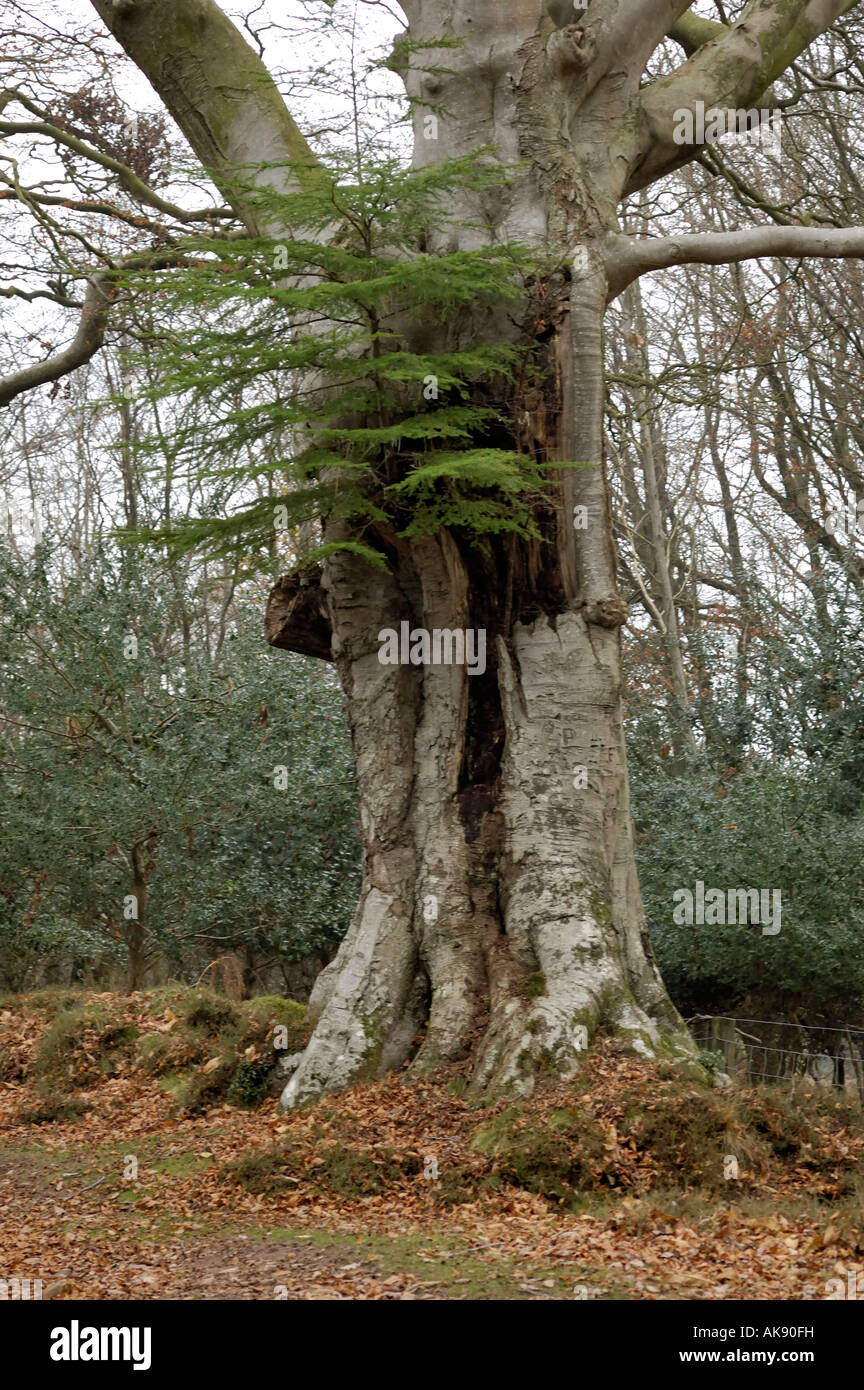 Tree growing in a tree Stock Photo - Alamy