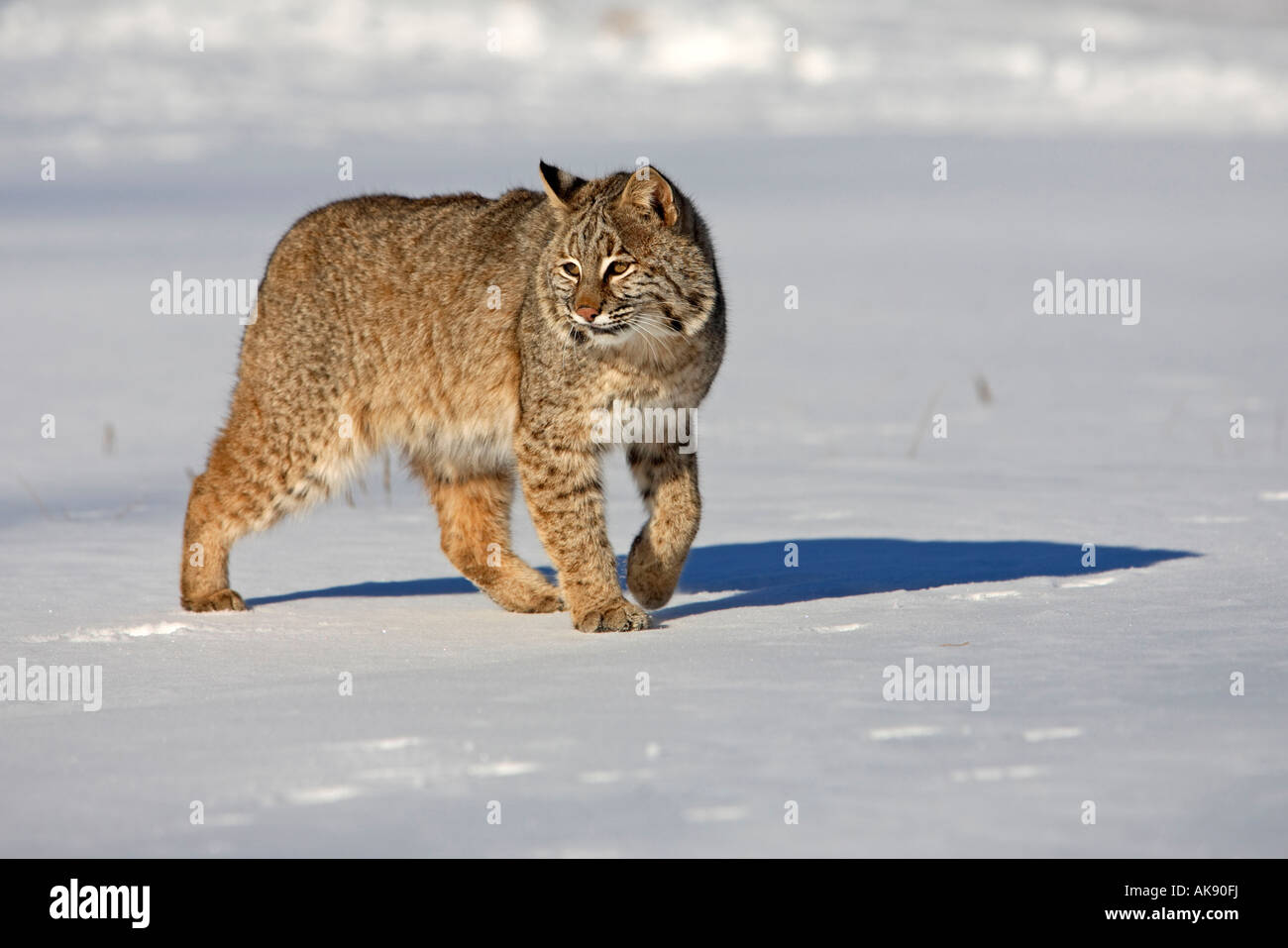 Bobcat winter hi-res stock photography and images - Alamy