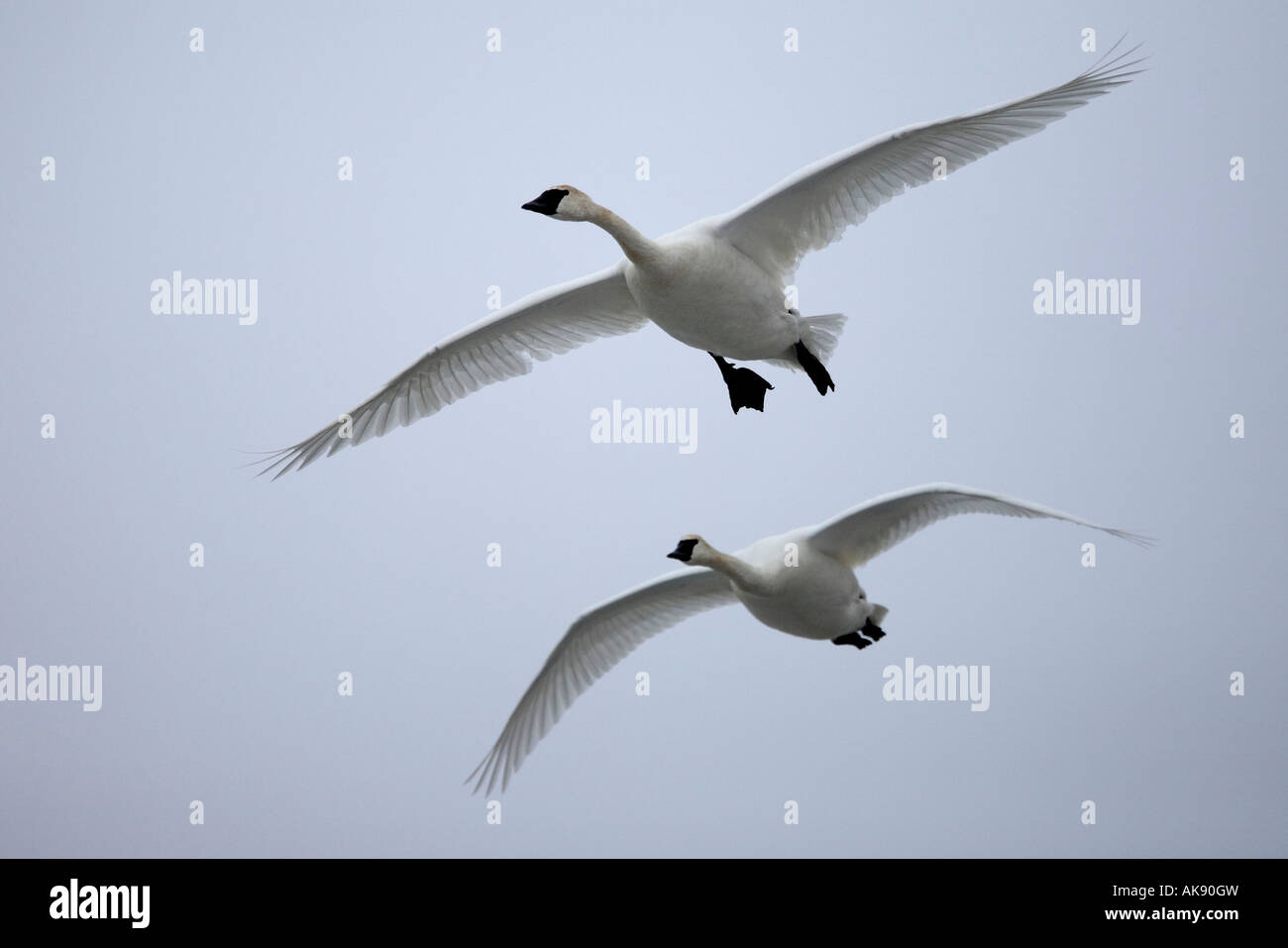 Trumpeter swan minnesota winter hi-res stock photography and images - Alamy