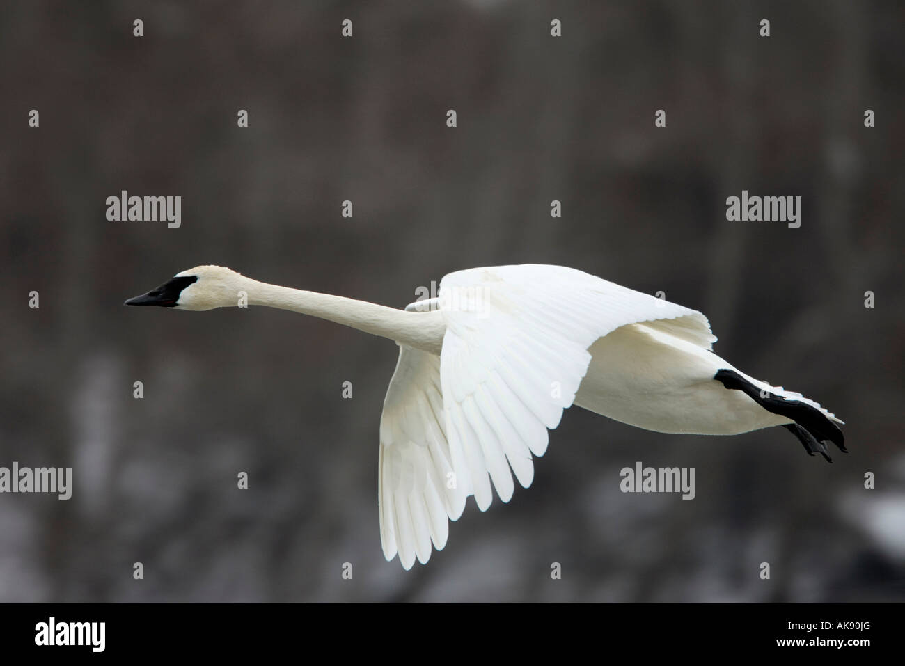 Trumpeter swan minnesota winter hi-res stock photography and images - Alamy