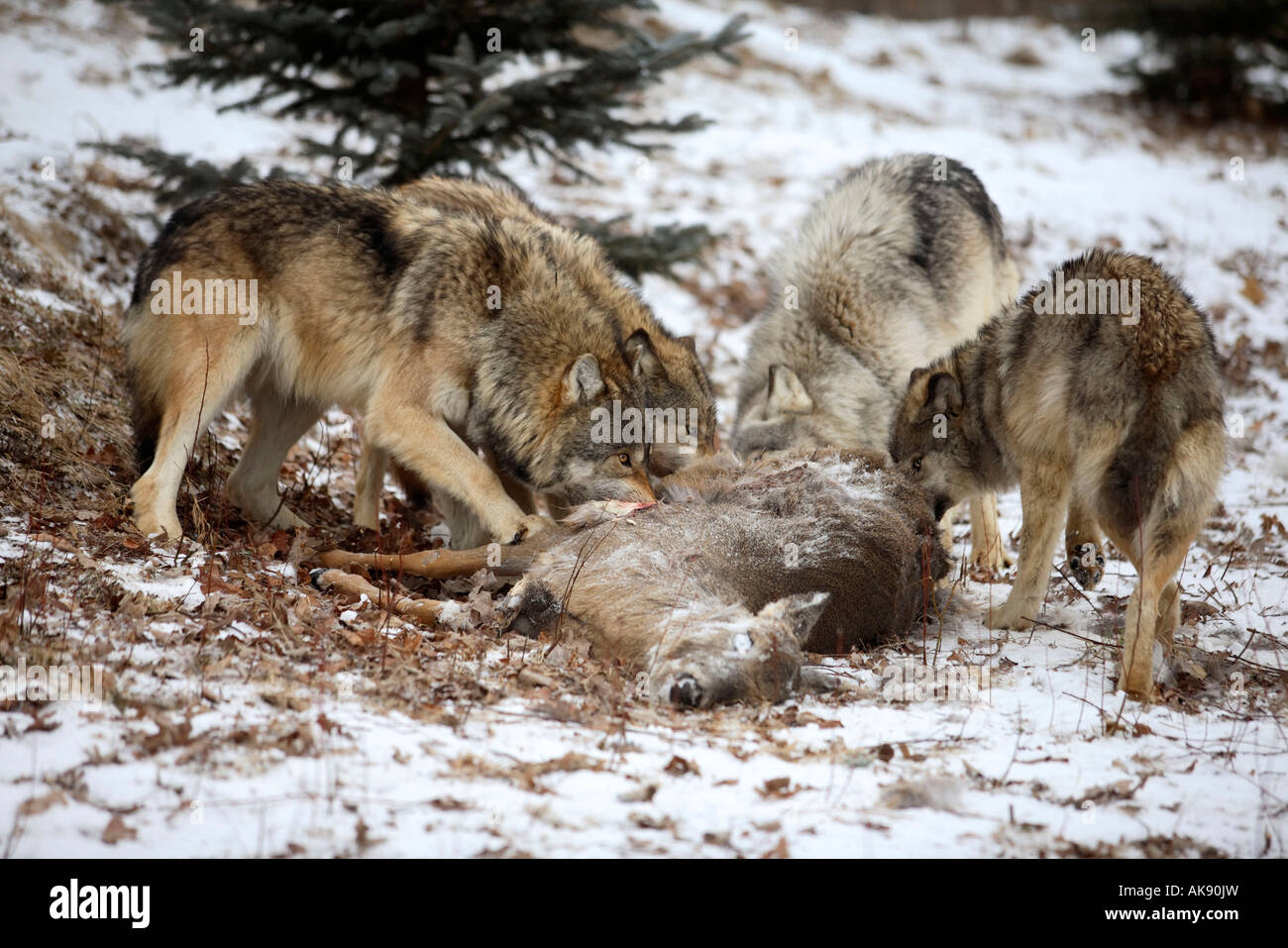 Wolf eating carcass hi-res stock photography and images - Alamy