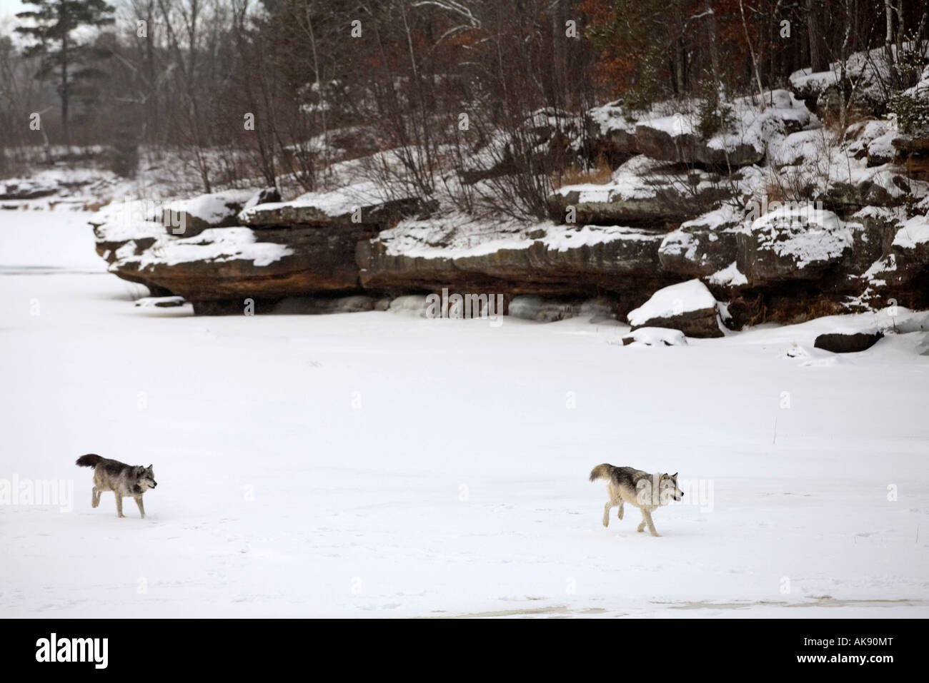 Wolf chasing hi-res stock photography and images - Alamy