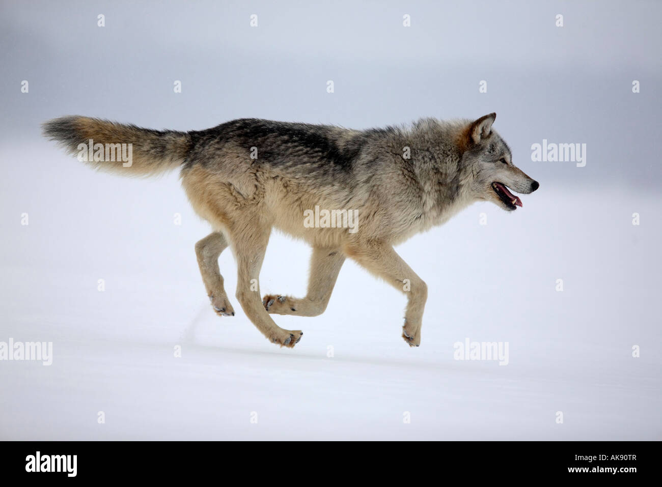 Wolf in motion hi-res stock photography and images - Alamy