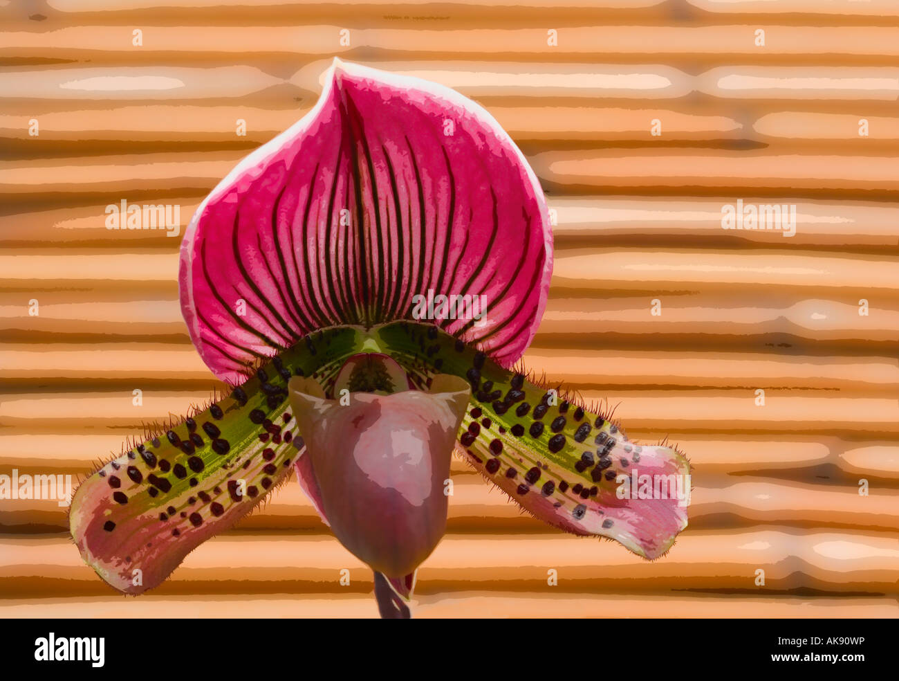 Pink phalaenopsis orchid against a reed background Stock Photo - Alamy