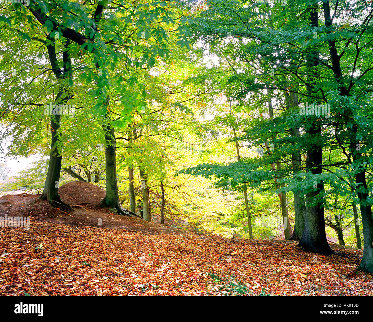 autumn trees knole park kent england uk Stock Photo - Alamy