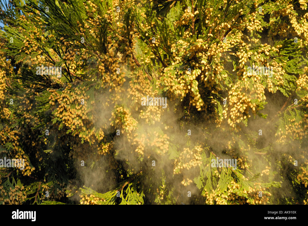 Californian Incense Cedar, calocedrus decurrens, pollen cloud in early ...