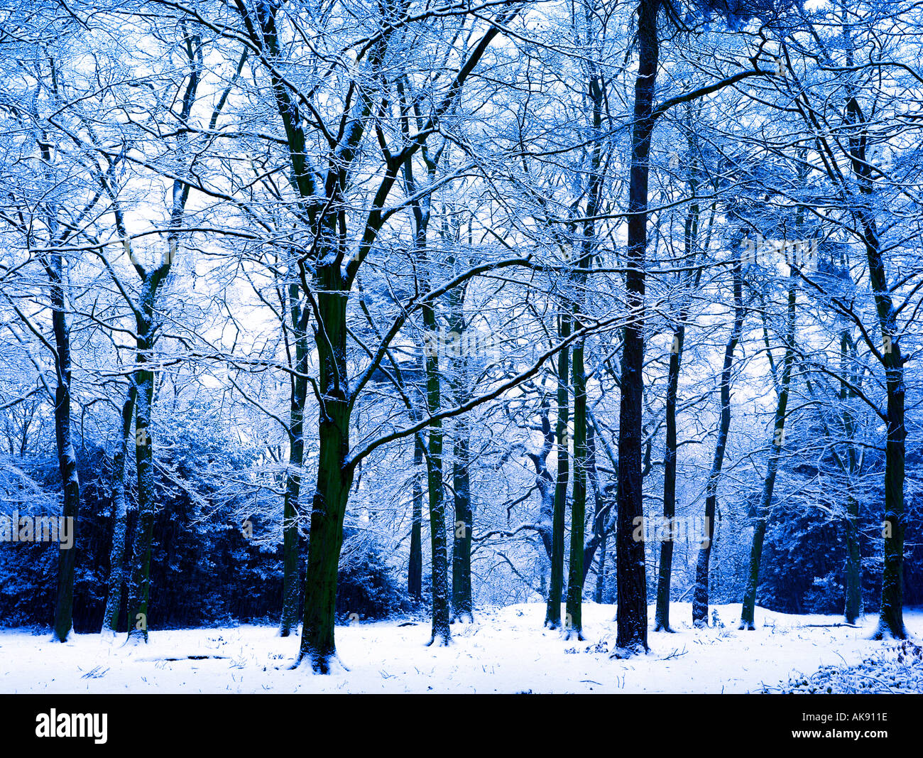 winter trees in forest covered in snow bostall wood belvedere kent ...