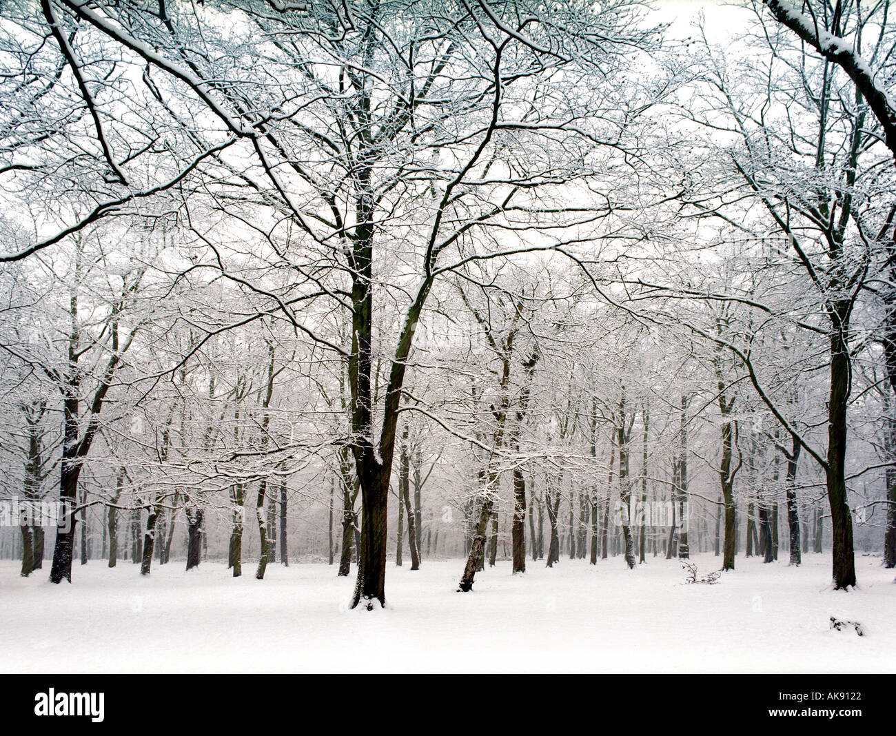 winter trees in forest covered in snow bostall wood belvedere kent ...