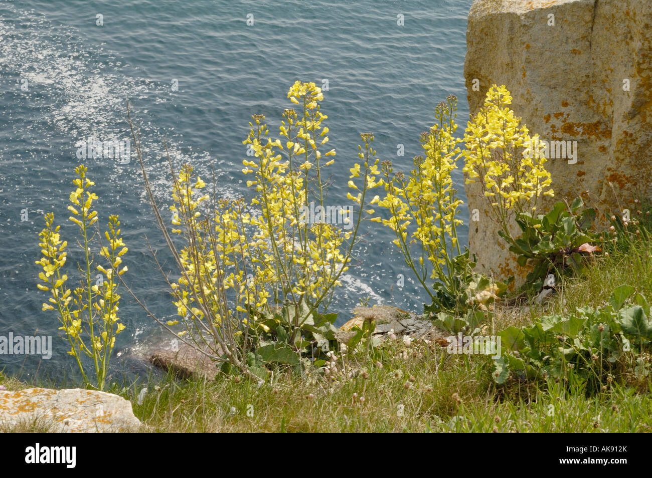 Wild Cabbage growing on cliffs overlooking the sea, brassica oleracea ...