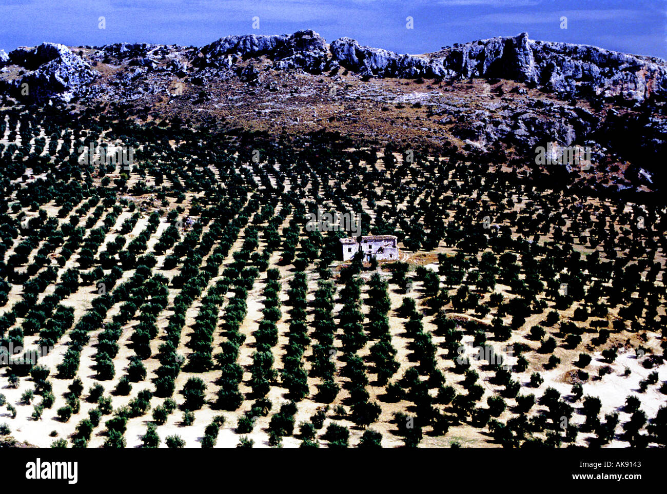 olive trees and finca cordoba andalucia spain Stock Photo - Alamy