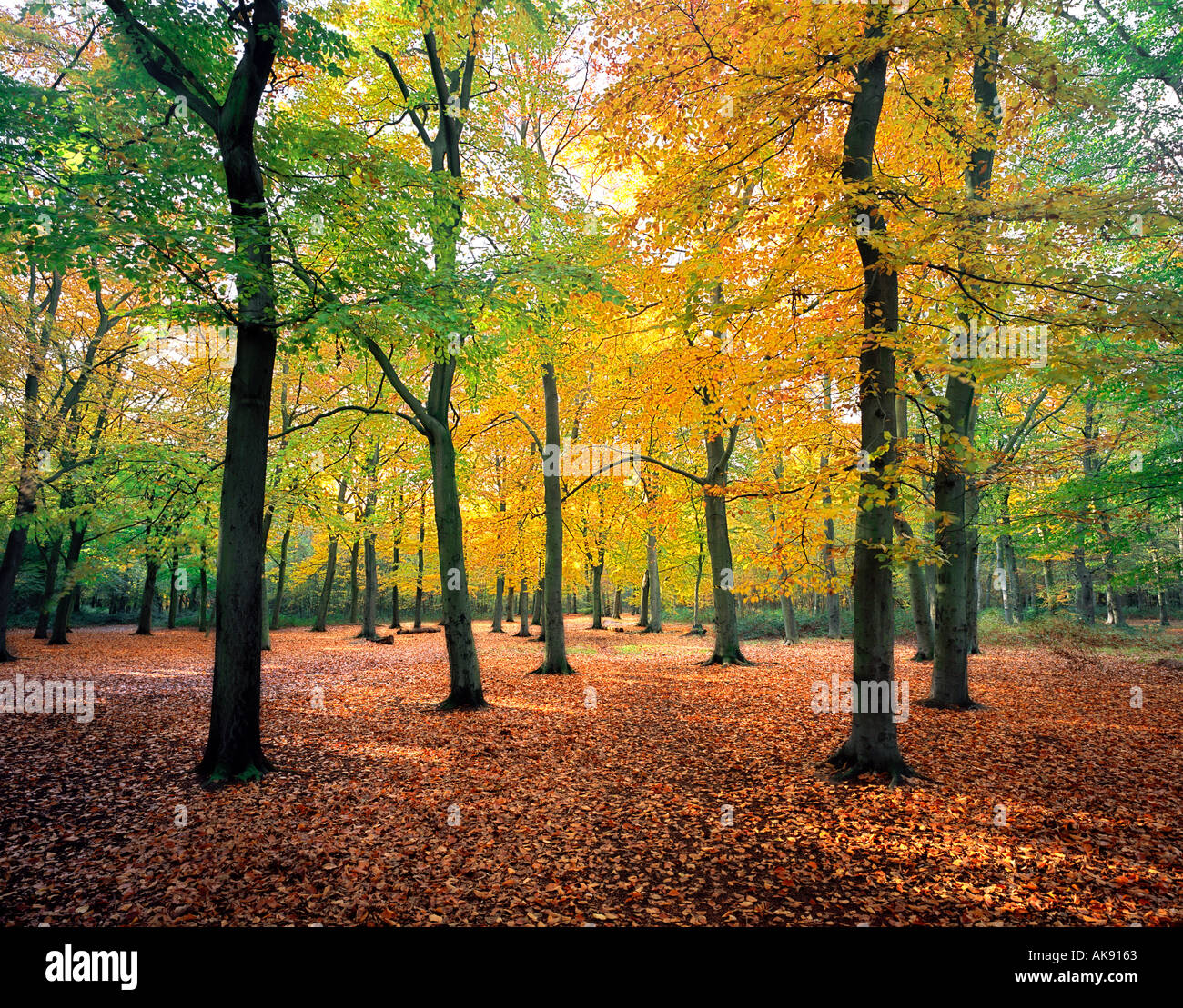 belvede forest north kent autumn colours england uk Stock Photo - Alamy