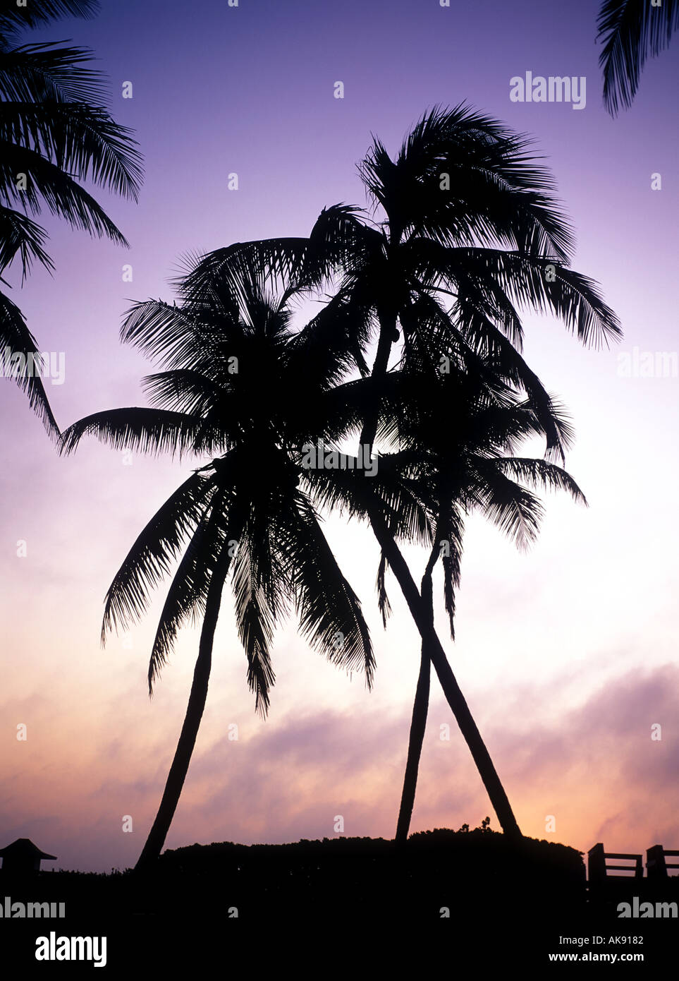 naples orange sunset with palm trees florida usa Stock Photo - Alamy