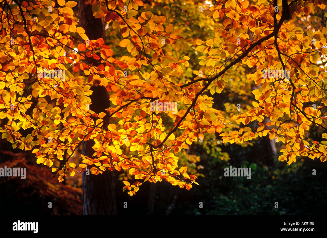 autumn, belvedere kent england uk Stock Photo - Alamy