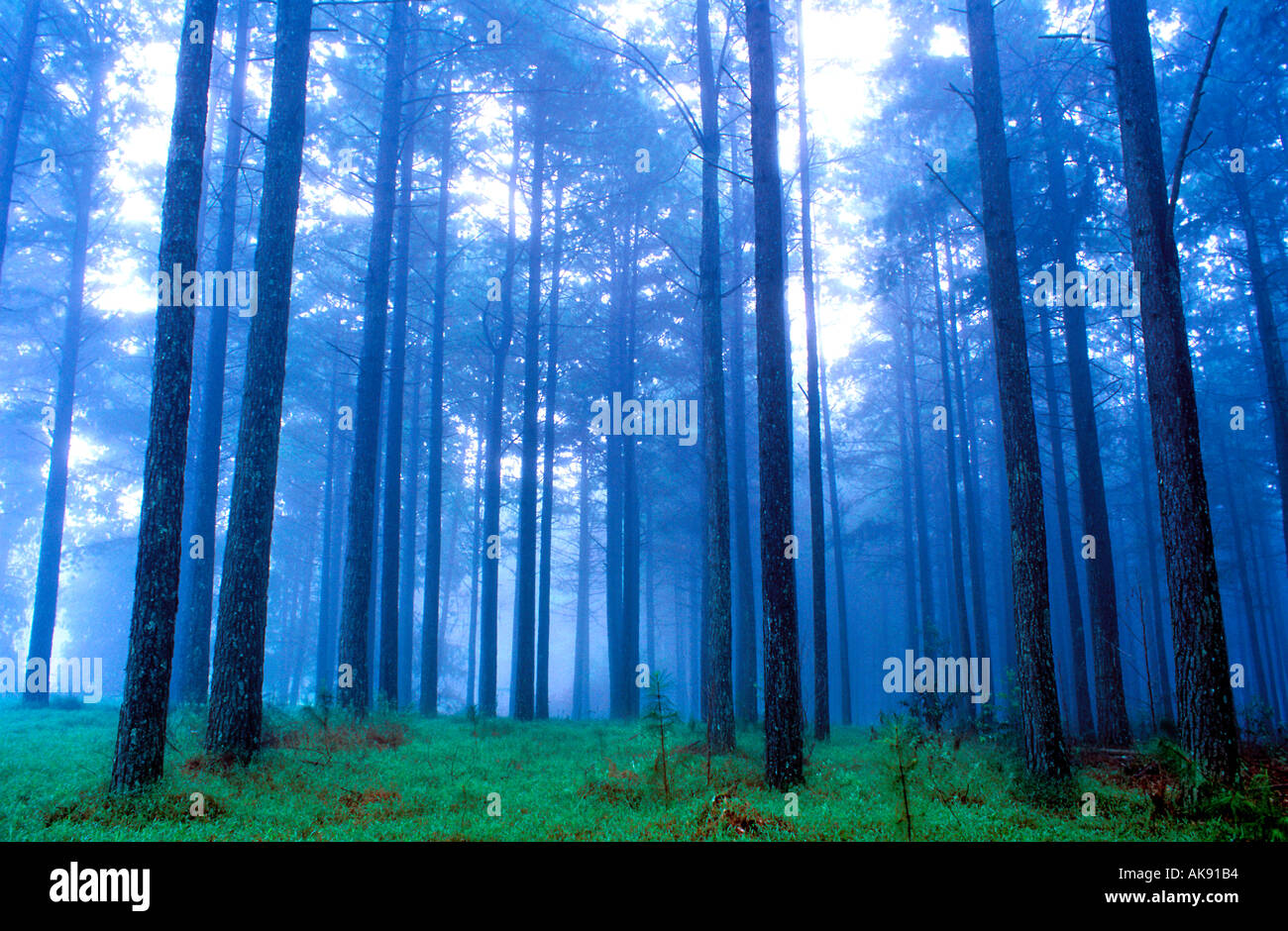 misty trees in forest sabie eastern transval south africa Stock Photo ...