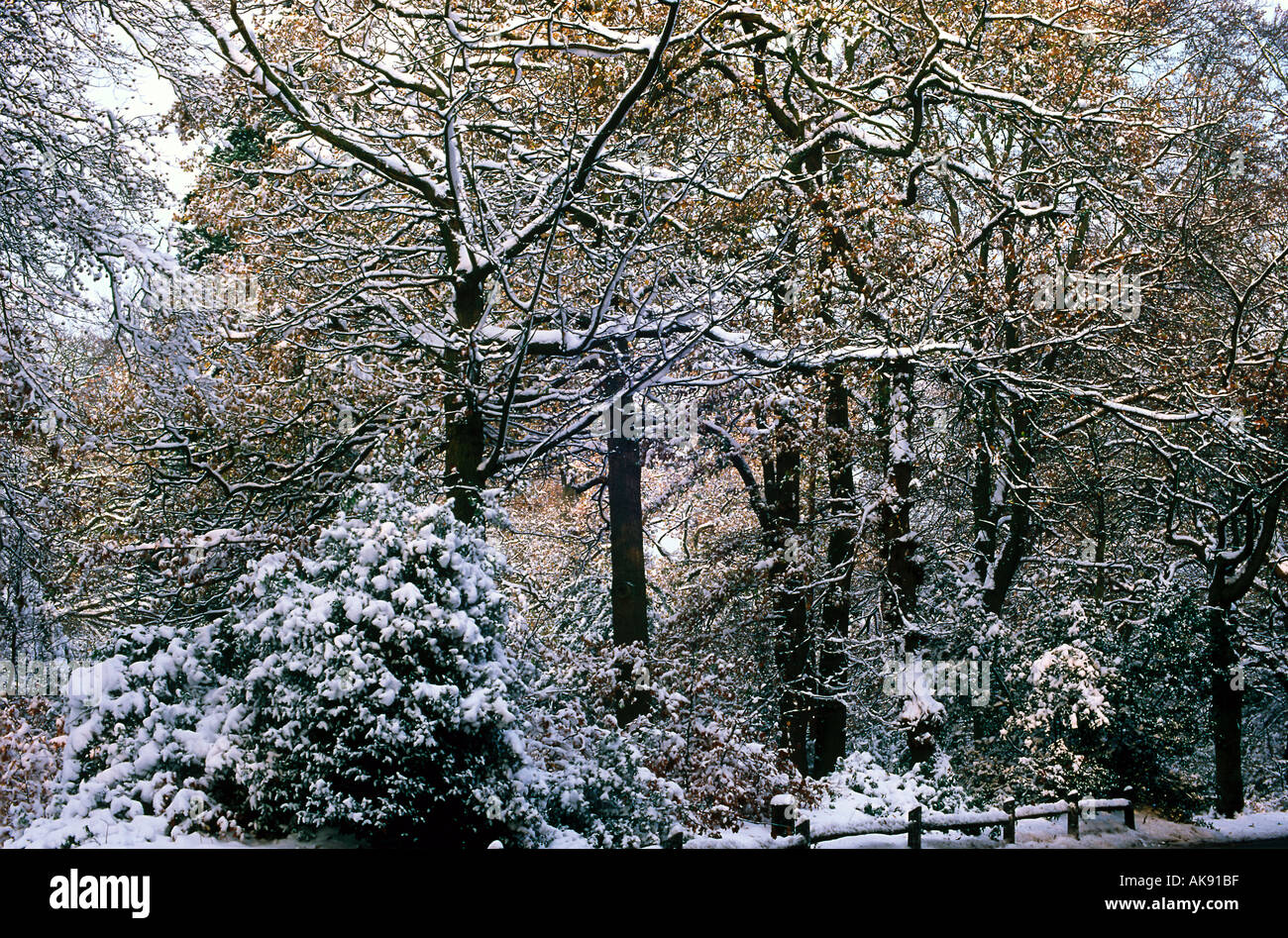 winter trees keston park kent england uk Stock Photo - Alamy