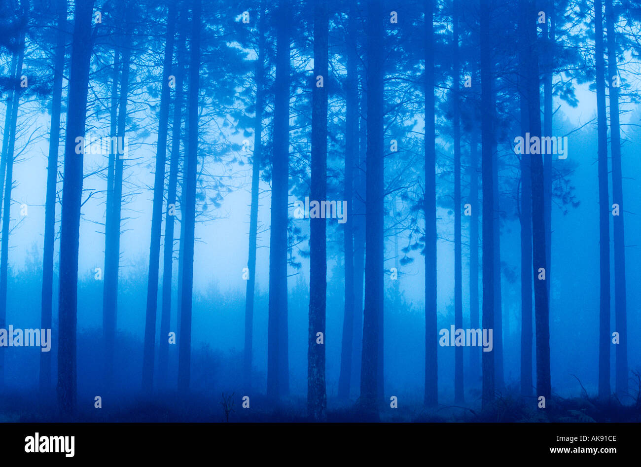misty blue pine trees sabie forest eastern transvaal south africa Stock ...