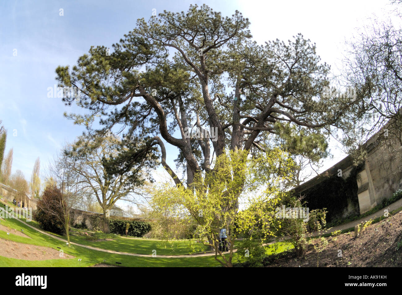 Austrian pine pinus nigra hi-res stock photography and images - Alamy