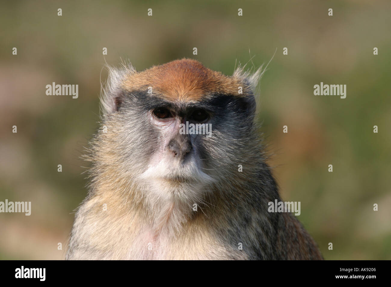 Female patas monkey hi-res stock photography and images - Alamy