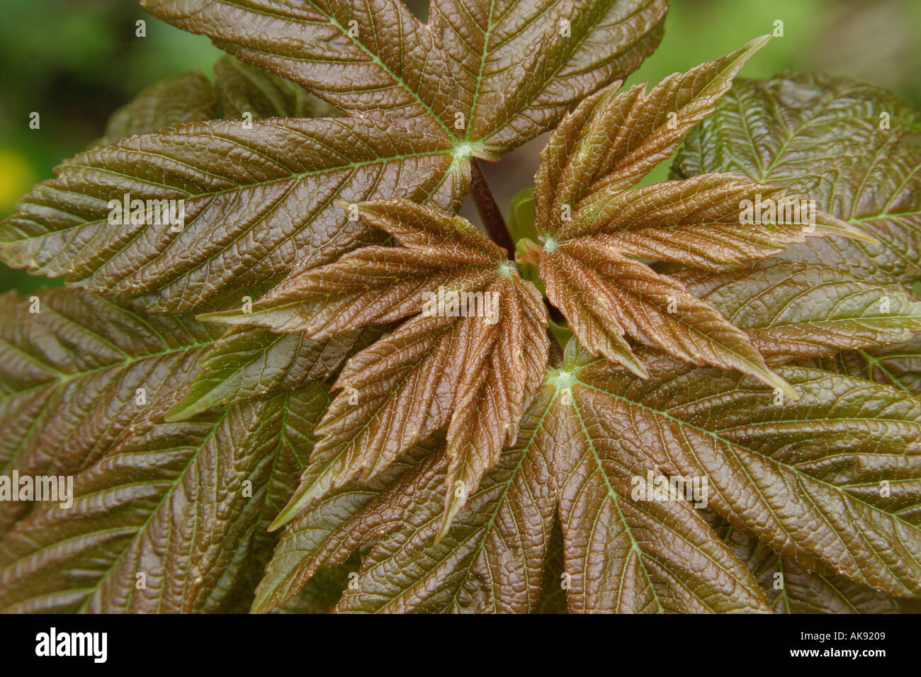 Sycamore leaves Bavaria Germany Acer pseudoplatanus Bergahorn Blaetter ...