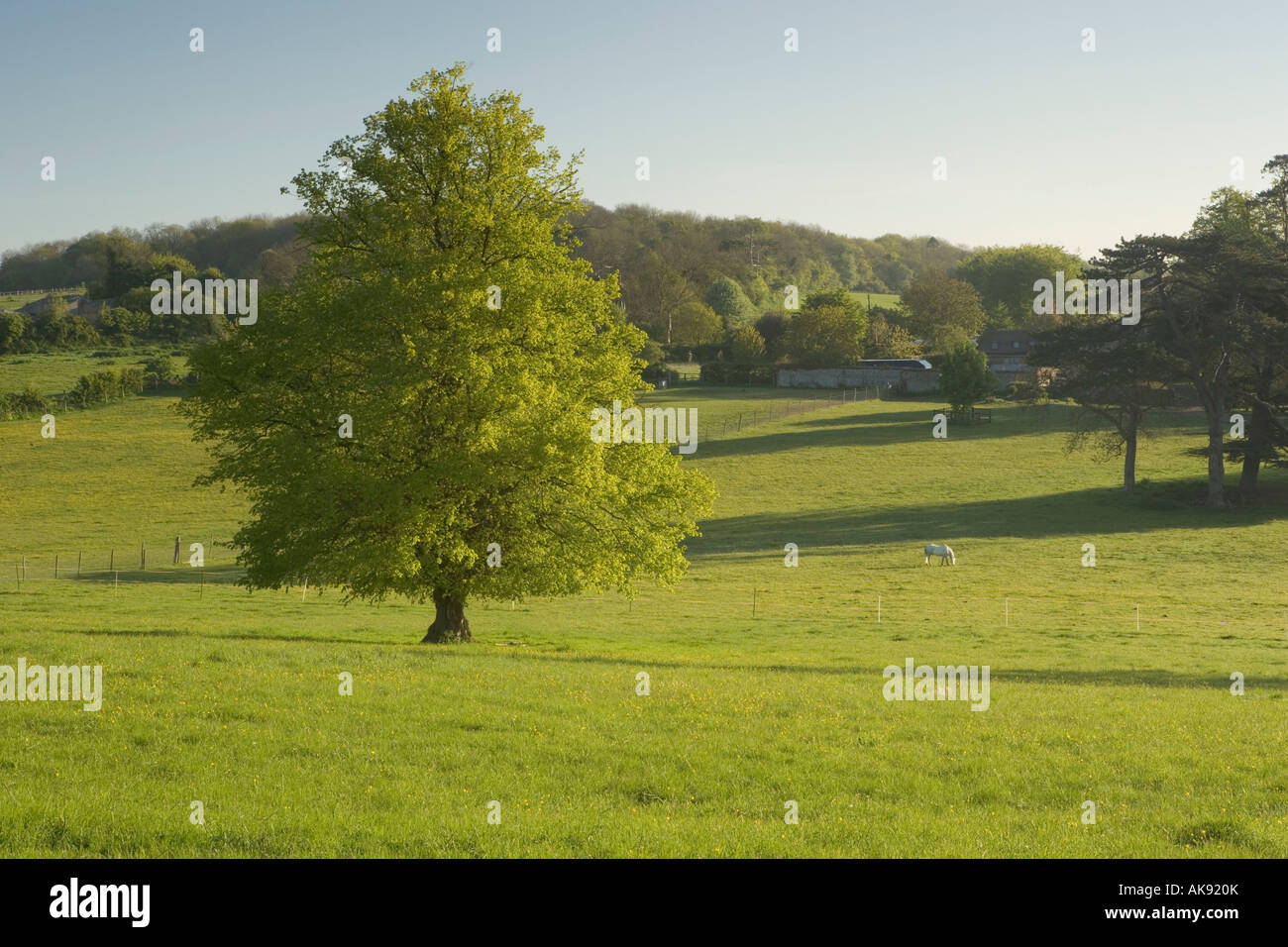 Beech tree in spring Stock Photo - Alamy