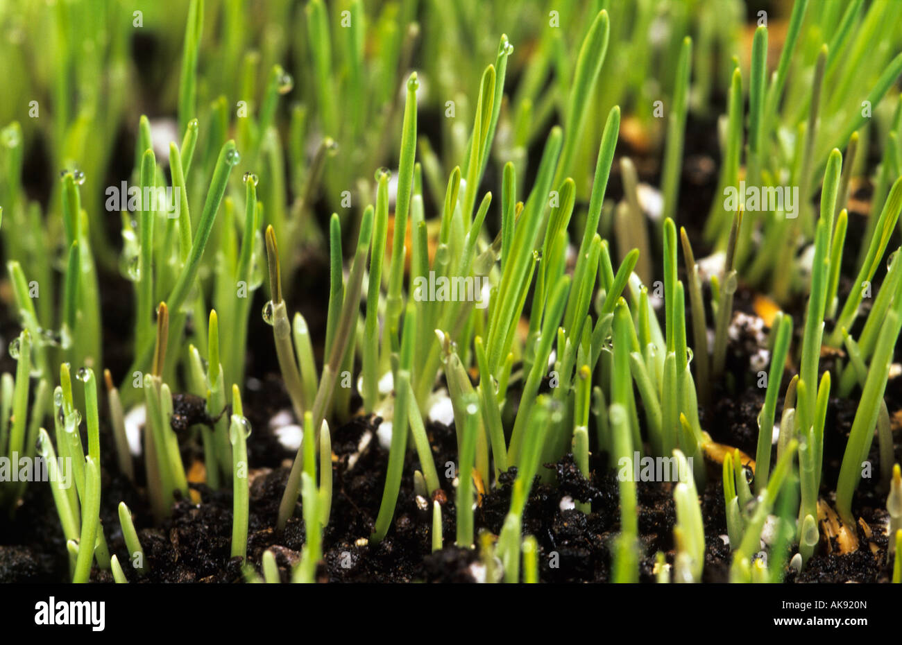 freshly germinated wheatgrass seedlings Stock Photo - Alamy